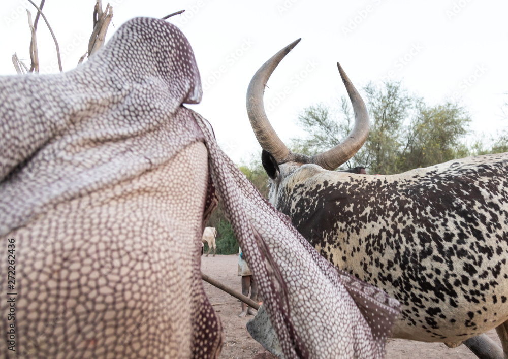 Afar woman and a cow, Afar region, Afambo, Ethiopia Stock Photo | Adobe ...