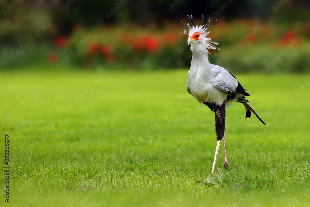 The secretarybird or secretary bird (Sagittarius serpentarius ...