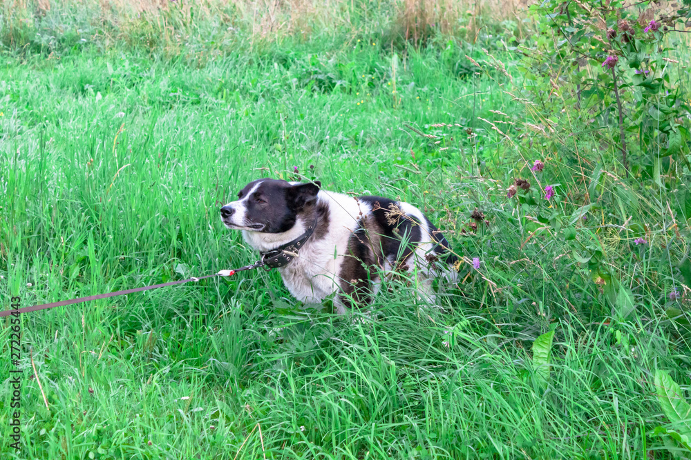 Foto de Black and white russian East European siberian Laika wolf dog ...