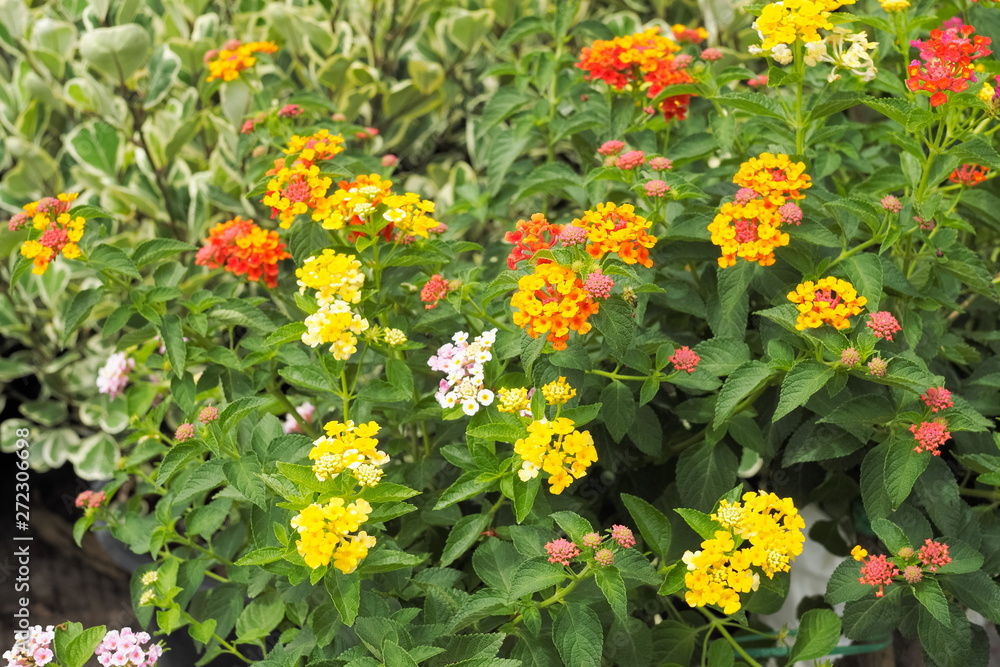 Colorful Lantana camara flower blossom with green leaves background ...