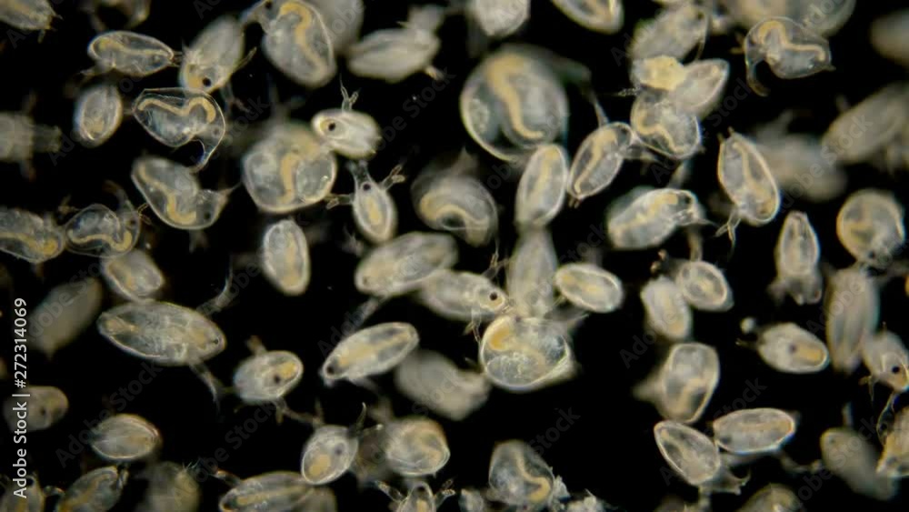 Bosmina water flea under the microscope, the chaotic movement of a ...