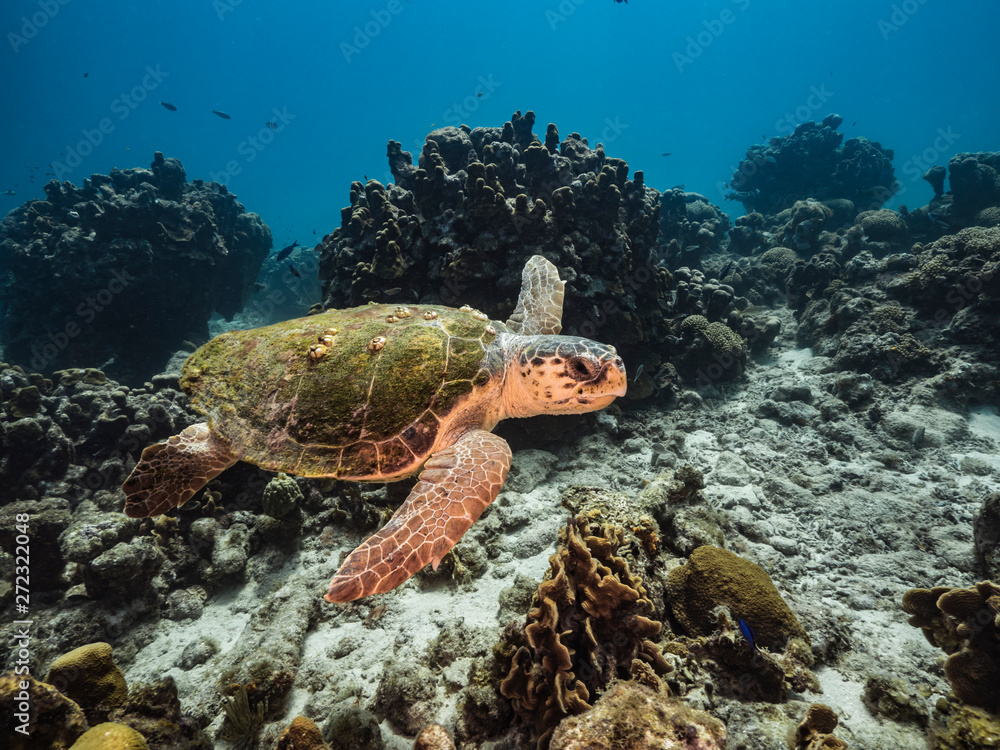Loggerhead Sea Turtle in coral reef of Caribbean Sea around Curacao ...