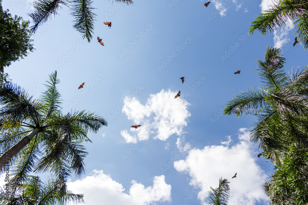 The Indian flying fox (Pteropus giganteus), is a species of flying fox ...