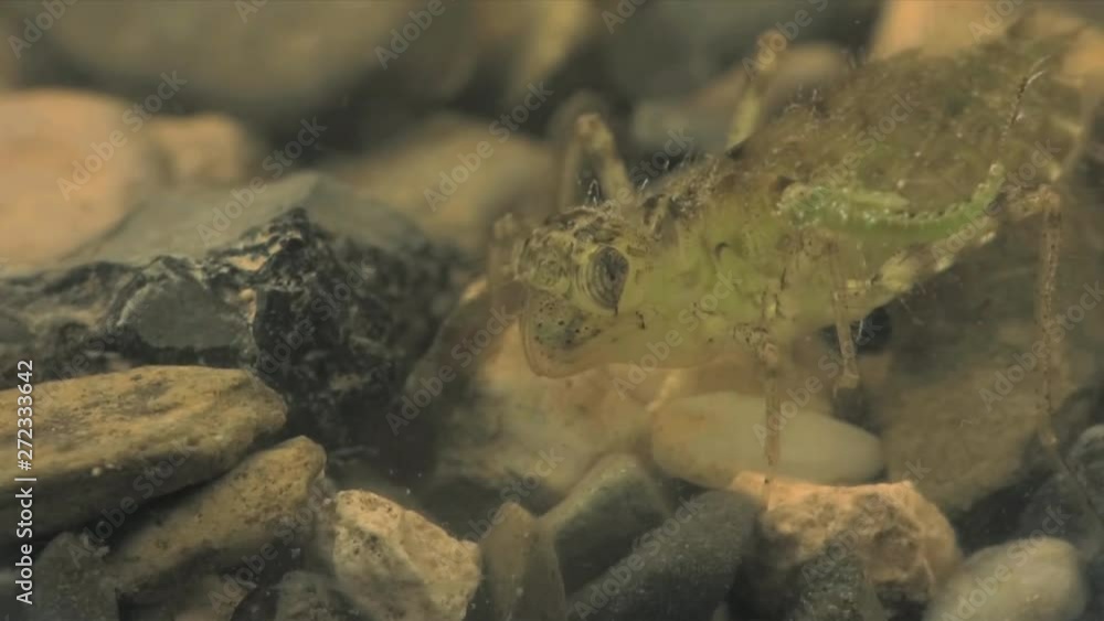 Dragonfly nymph captures mayfly larvae 1152 5 Stock ビデオ | Adobe Stock