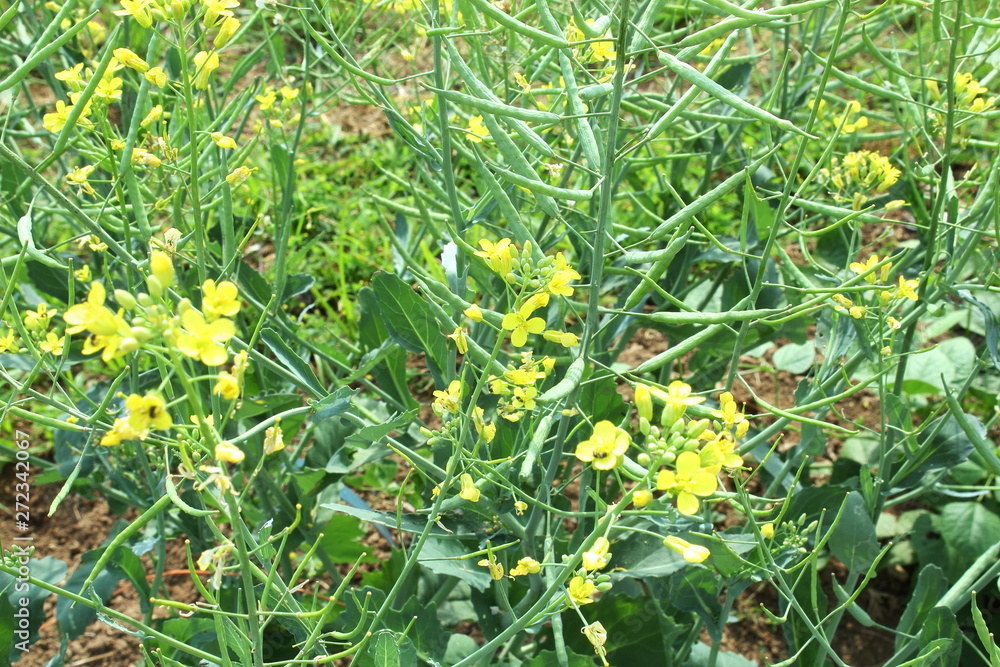 Mustard Seed plant with Flower,pods and leaves Isolated Stock Photo ...