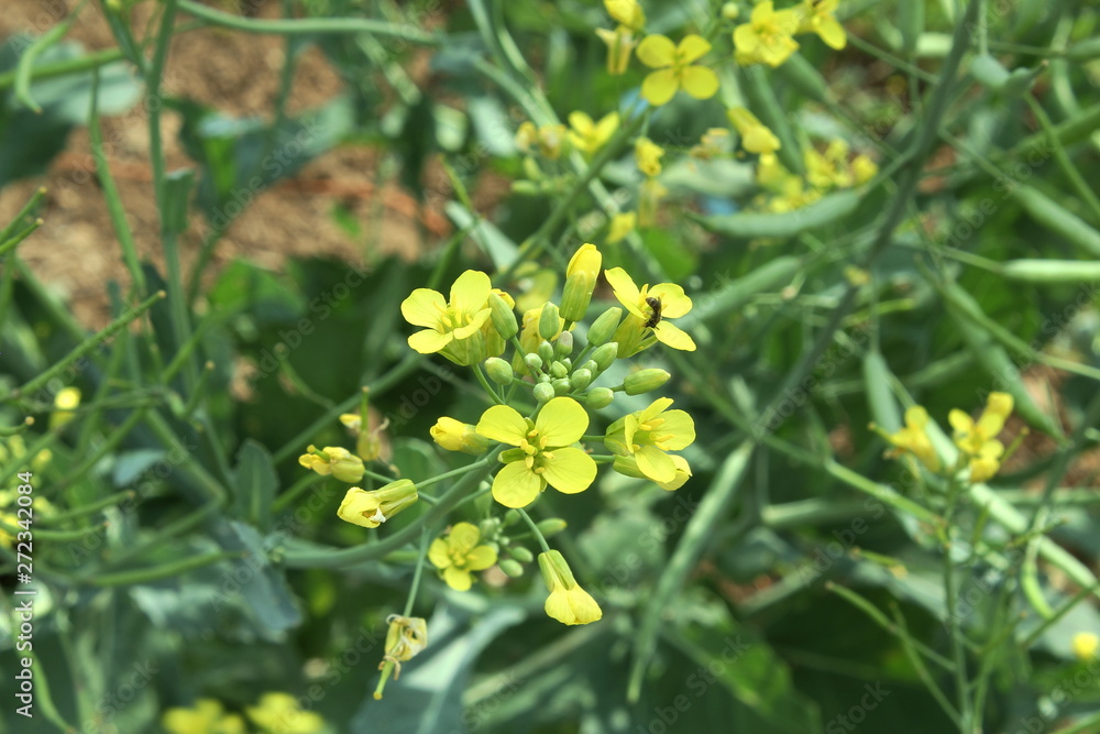 Mustard Seed plant with Flower,pods and leaves Isolated Stock Photo ...