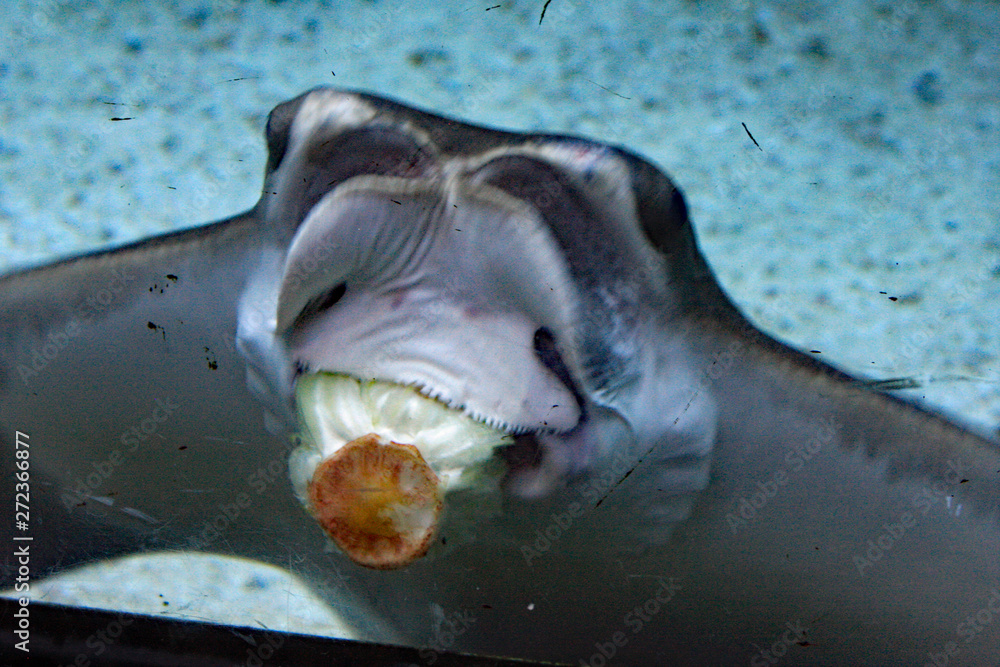 Stingray Can Eat