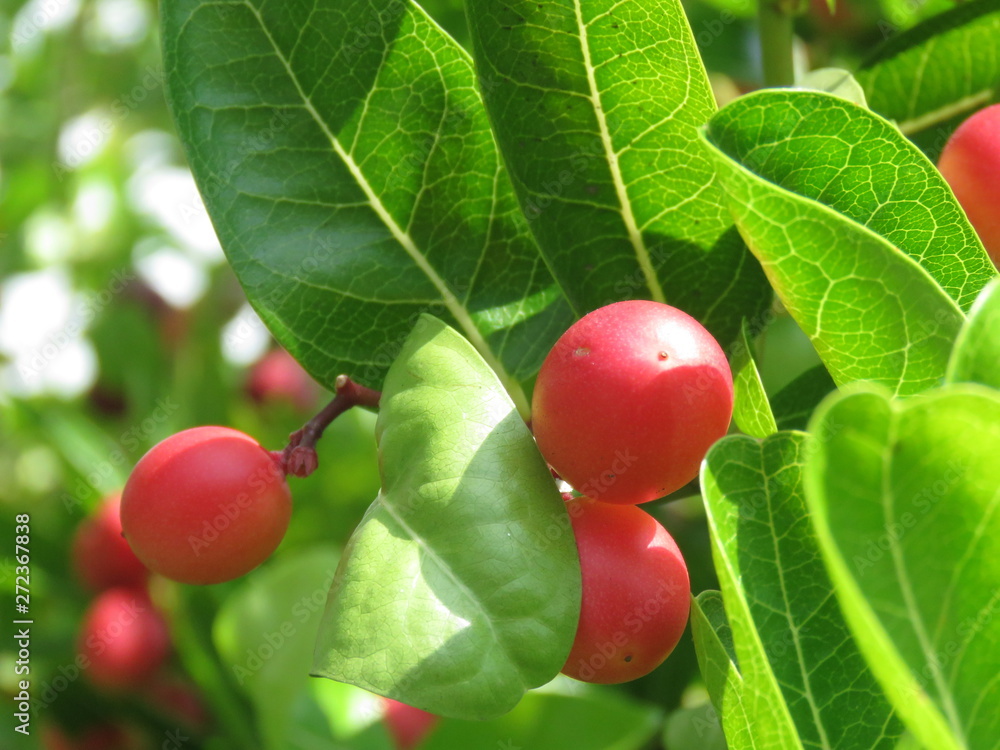 Carissa carandas which is also known as wild blood fruit Stock Photo ...