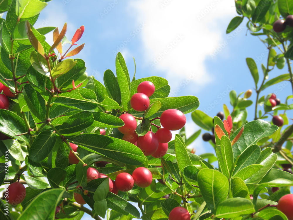 Carissa carandas which is also known as wild blood fruit Stock Photo ...
