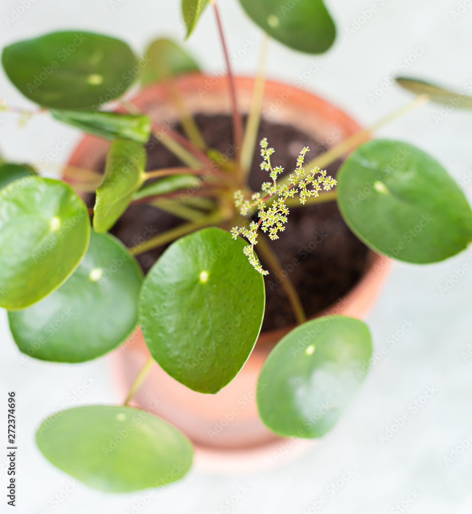 Flowering Pilea peperomioides, known as Chinese money plant. Stock ...