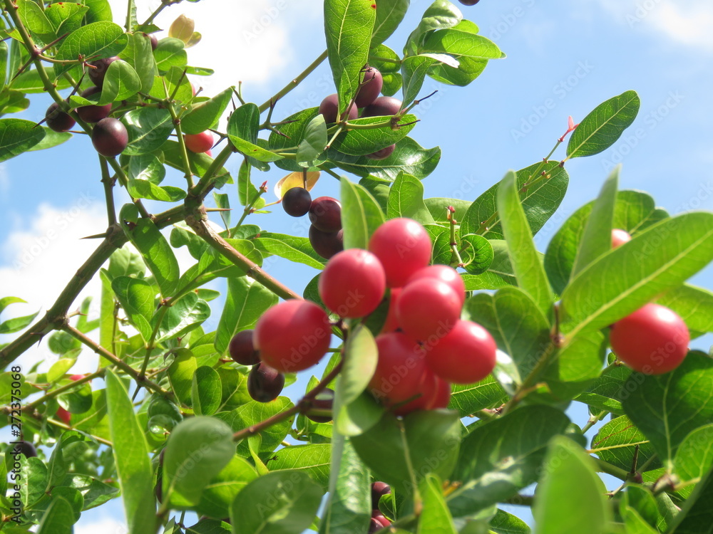 Carissa carandas which is also known as wild blood fruit Stock Photo ...