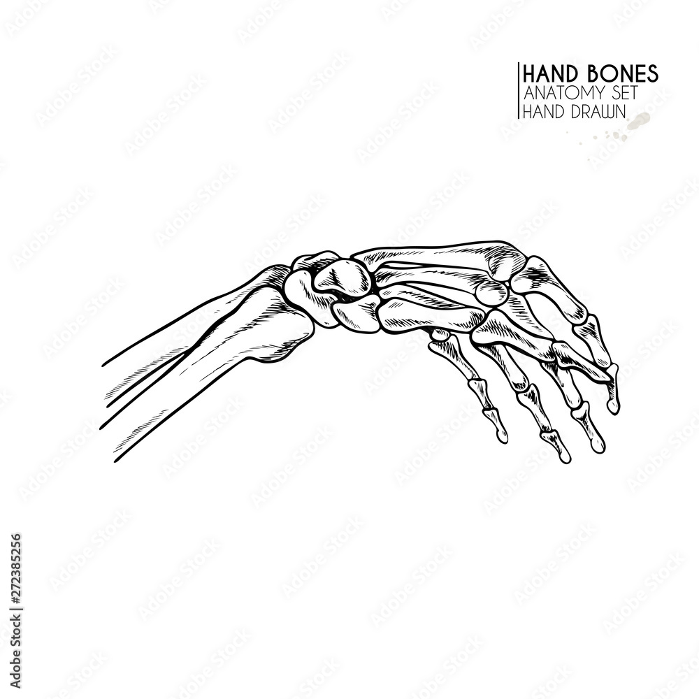 Hand drawn anatomy set. Vector human body parts, bones. Hand gesture in ...