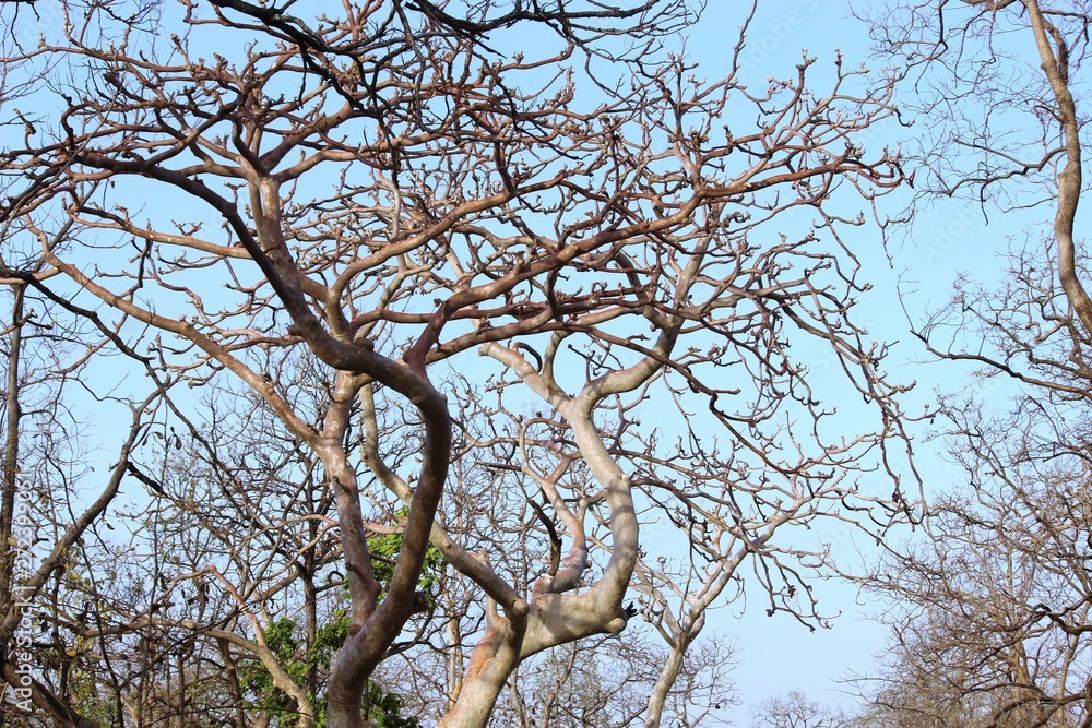 ghost tree of pench national park ,madhyapradesh ,india, it changes its ...