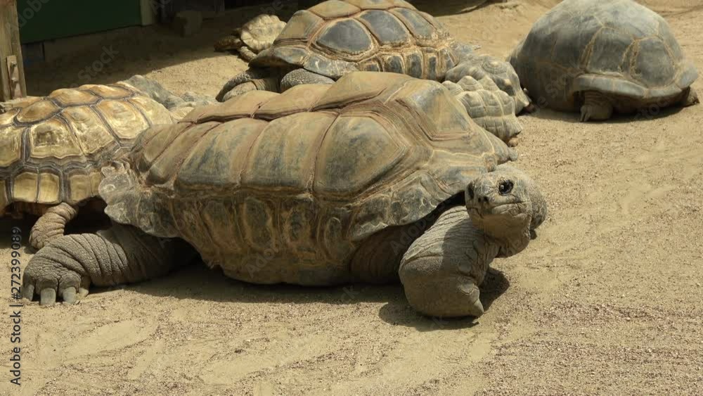 The Aldabra giant tortoises, the African spurred tortoise, and the ...