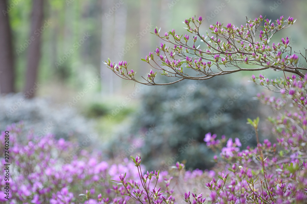 Pink flowers of Rhododendron mucronulatum. Idyllic pattern with ...