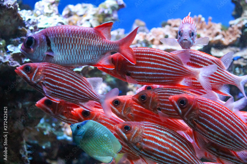 School of bright, red and white striped squirrel fish Stock Photo ...