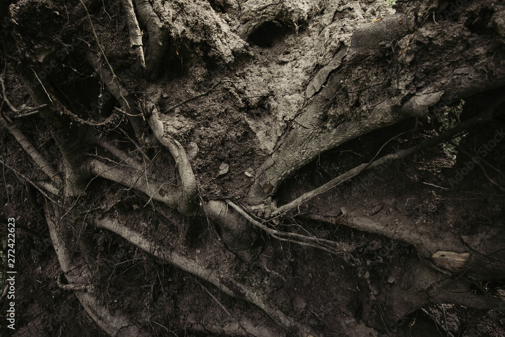 Dark Forest Ground Texture