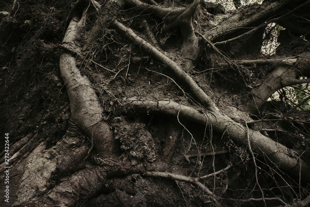 dark tree roots horror background Stock Photo | Adobe Stock