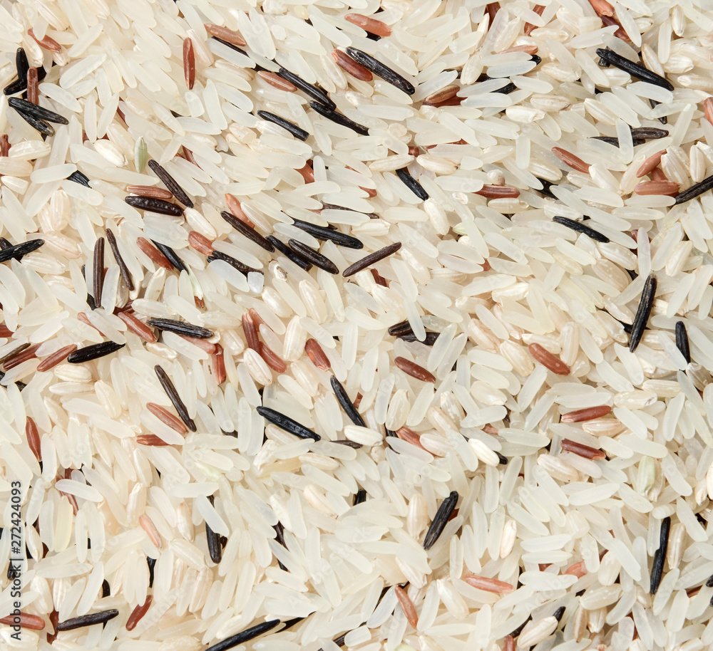 Rice of different varieties throughout the field frame. Background ...