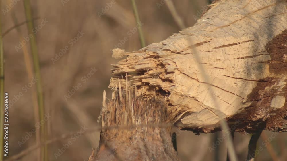 Fallen tree with the help of beaver teeth, animals in the wild, outdoor ...