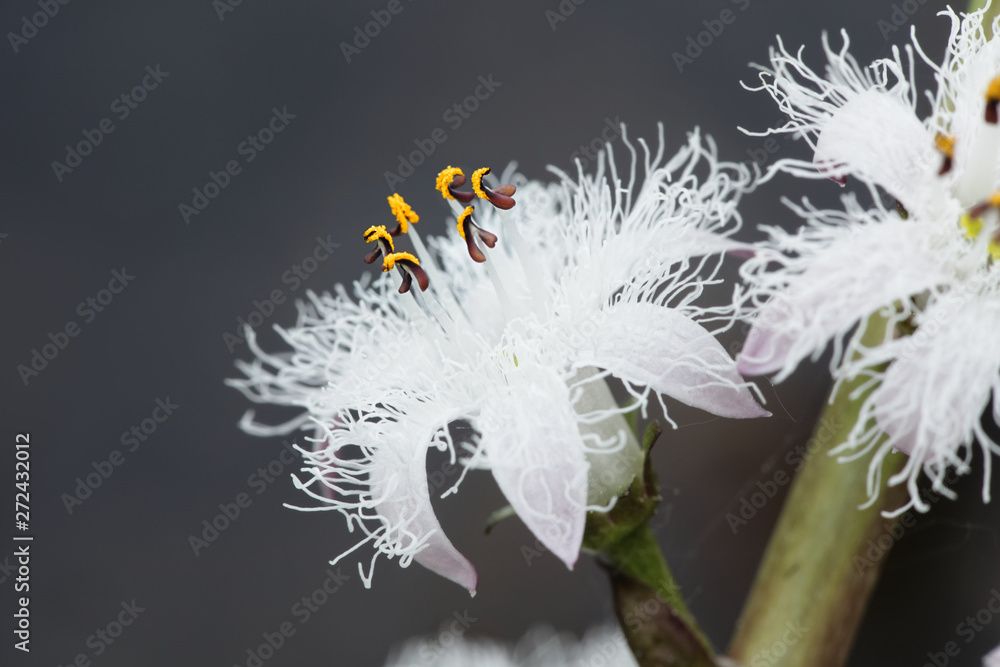 Menyanthes trifoliata, known as bogbean, Buckbean, Bog Bean, Buck Bean ...