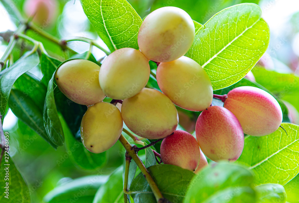 Karonda fruit at Phatthalung Thailand. Stock Photo | Adobe Stock