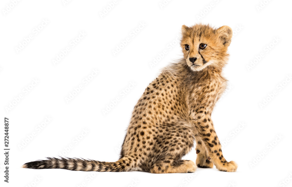 Back view of a three months old cheetah cub sitting, isolated Stock ...