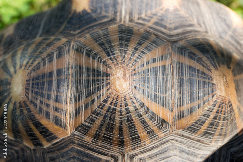 Turtle shell from above. Pattern and background Stock Photo | Adobe Stock