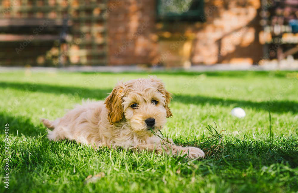 Adorable golden Cockapoo puppy playing in garden outside Stock Photo ...