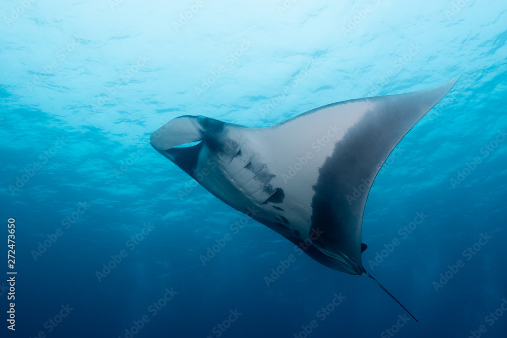 Oceanic manta ray flying around a cleaning station in cristal blue ...
