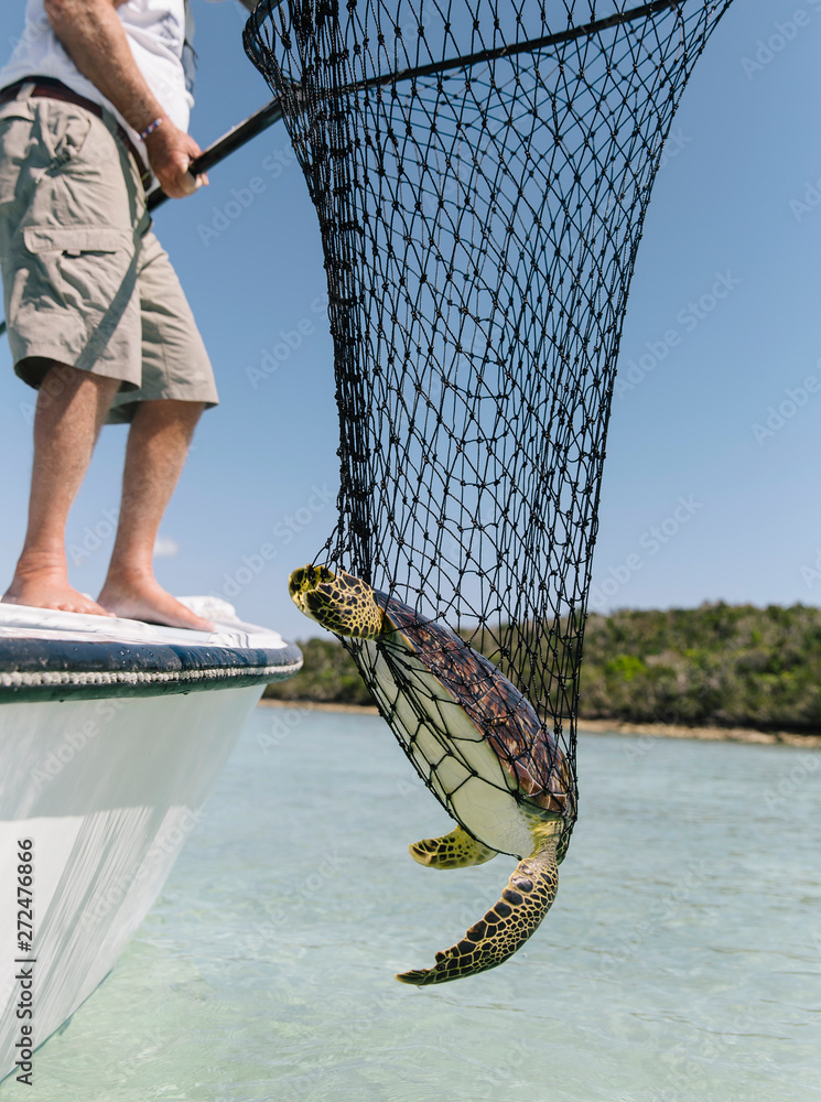 Volunteer Sea Turtle Tagging Expedition Stock Photo | Adobe Stock