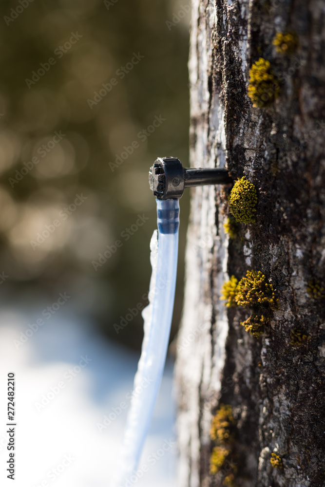Spile tapped into maple tree for all-natural healthy maple syrup in ...