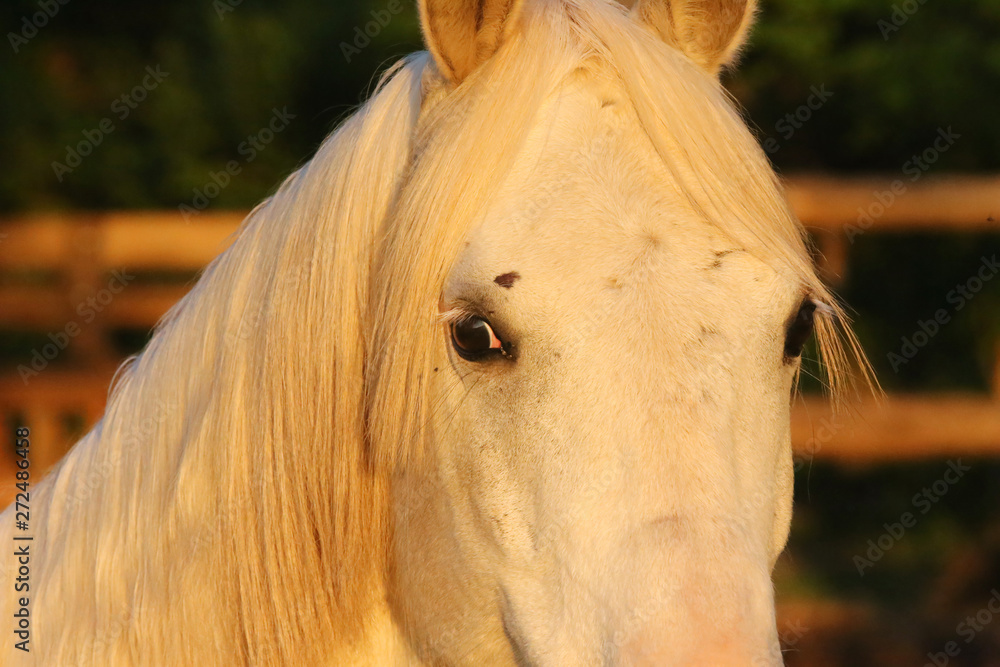 Portrait of a purebred gray arabian stallion. Closeup of a young ...