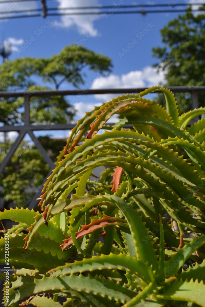 Planta, una variedad de aloe o penca Stock Photo | Adobe Stock