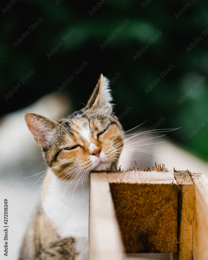 Headshot of tortoiseshell cat scratching her chin against rough wooden ...