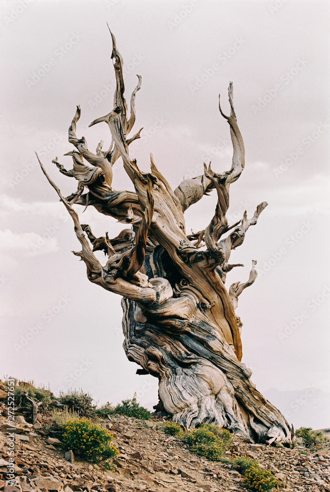 Ancient Bristlecone Pine Tree Shot on Film Stock Photo | Adobe Stock