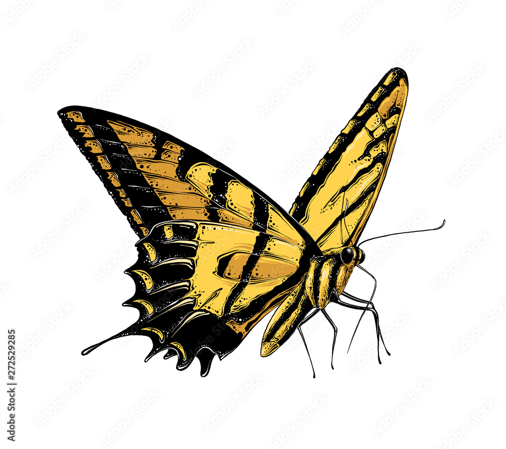 Hand drawn sketch of butterfly in yellow color. Isolated on white ...