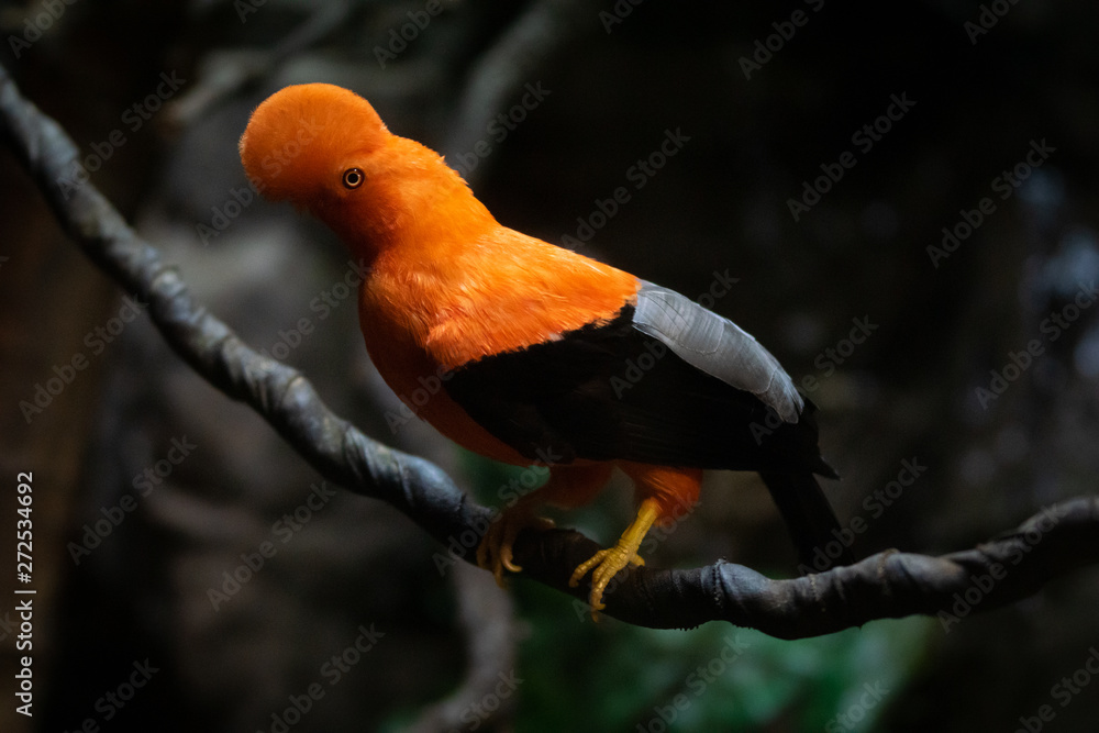 Gallito de Roca - Andean Cock of the Rock Stock Photo | Adobe Stock