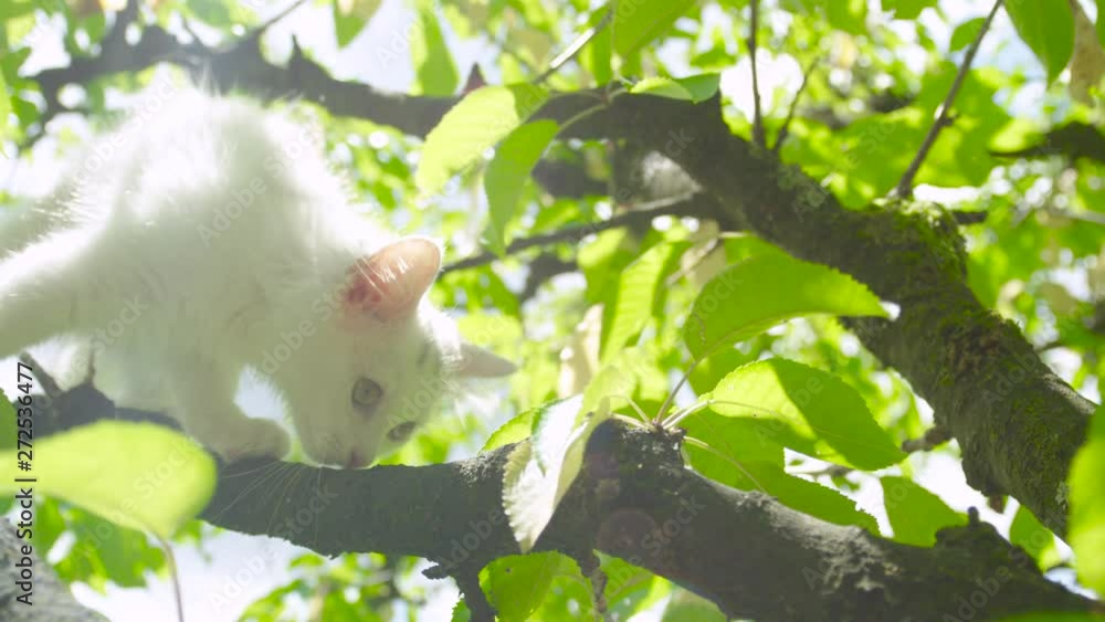 SLOW MOTION, CLOSE UP, LENS FLARE: White baby cat carefully walking ...
