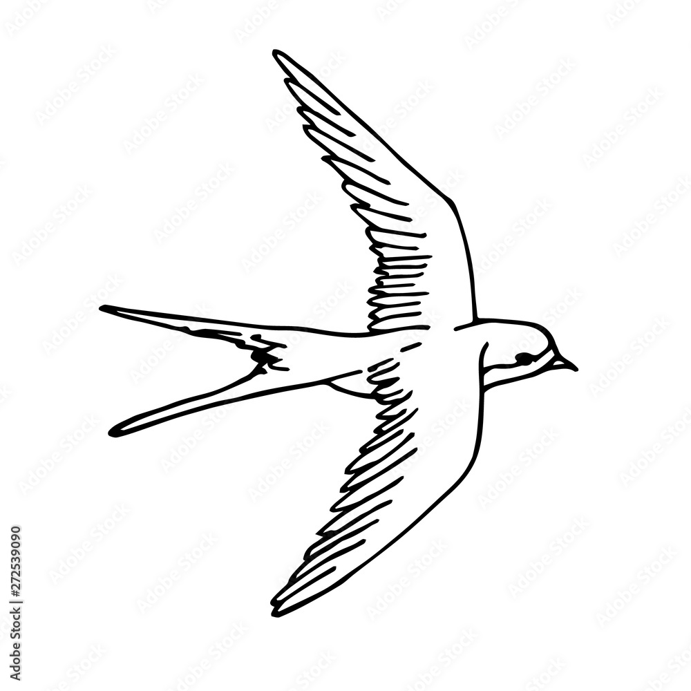 Vector line hand drawn sketch doodle flying swallow isolated on white ...