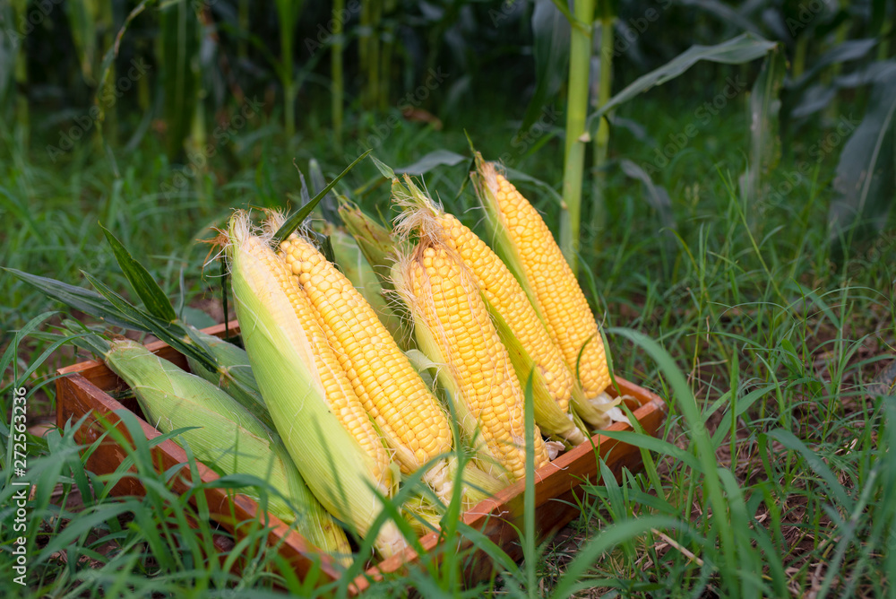 Corn harvest Corn farmer Corn harvest Growing corn Organic Farming ...