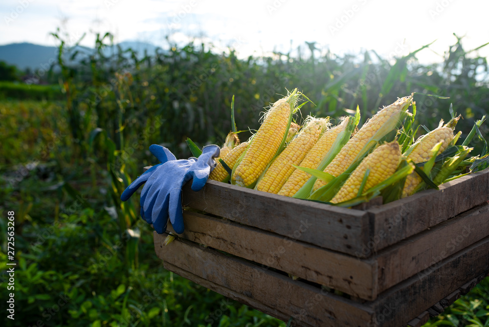 Corn harvest Corn farmer Corn harvest Growing corn Organic Farming ...