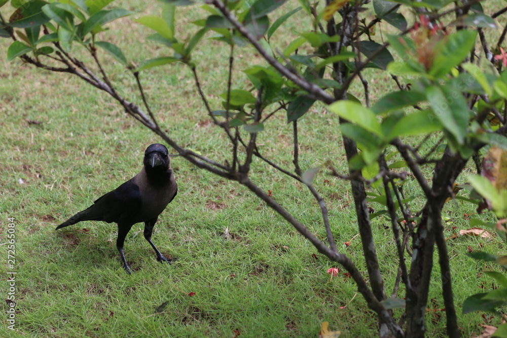 Indian Crow Stock Photo | Adobe Stock