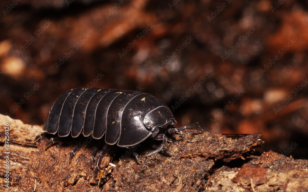 single isopod roly poly woodlouse armadillidium vulgare Stock Photo ...