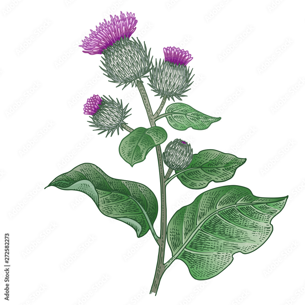 Medical plant Burdock. Color sketch. Stock Vector | Adobe Stock