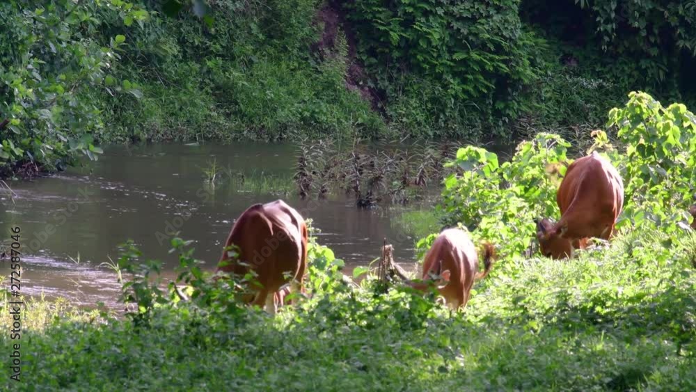 The Banteng or Tembadau, is a wild cattle found in the Southeast Asia ...