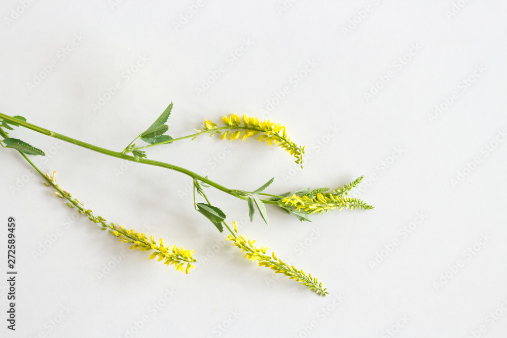Fotka „Melilotus officinalis, known as yellow sweet clover, yellow ...