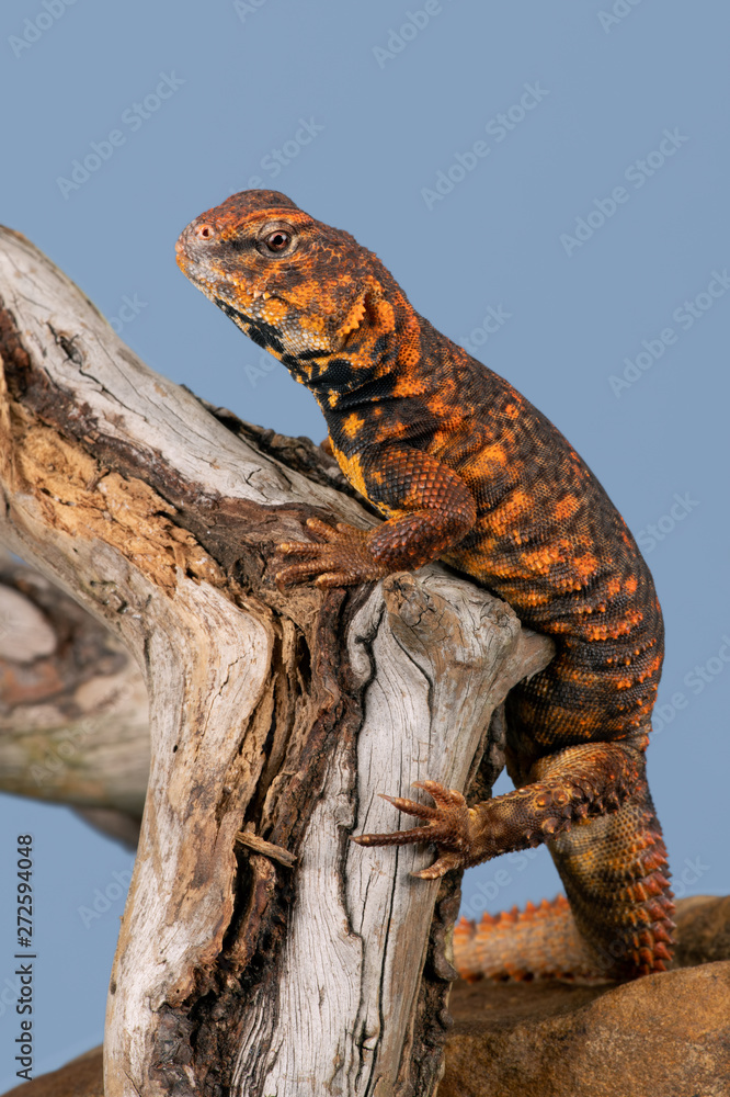 Saharan Spiny Tailed Lizard (Uromastyx Geyri) Stock Photo | Adobe Stock