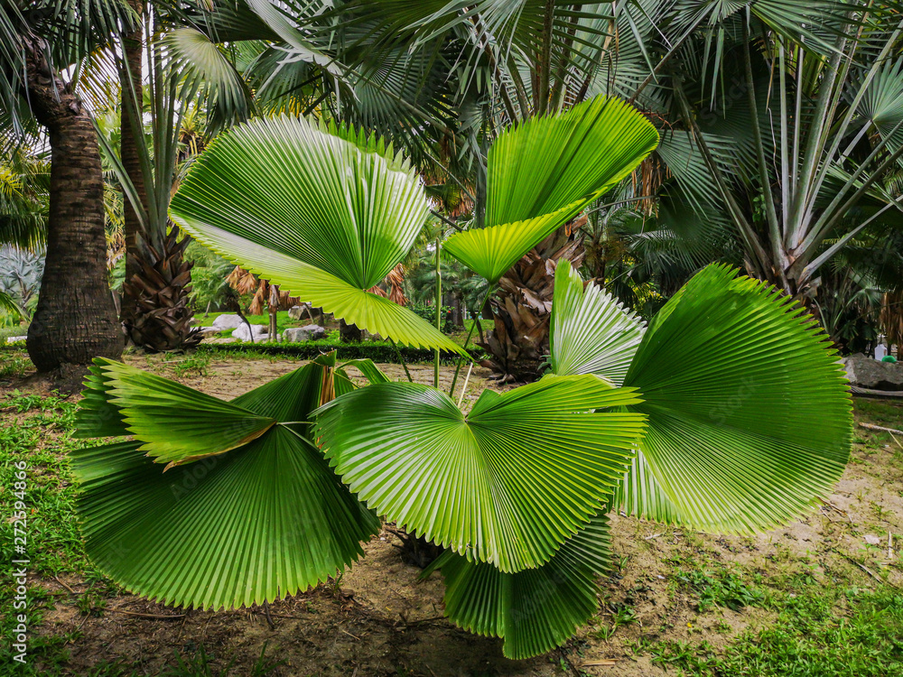 Sumawong's palm tree in a garden.Licuala peltata var. sumawongii or ...