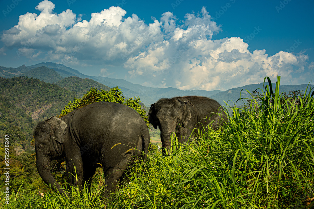 Group of Asian elephants enjoy life in forest valley with nature ...